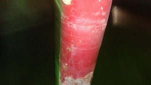 Case Study: Reinforcement of Corroded Steel Water Pump Pipe